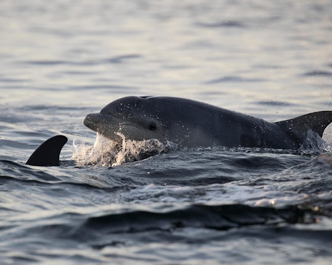 Marine life encounters on the Great British Swim