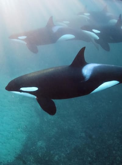 Freediving with orcas *video/photos* Red Bull Adventure