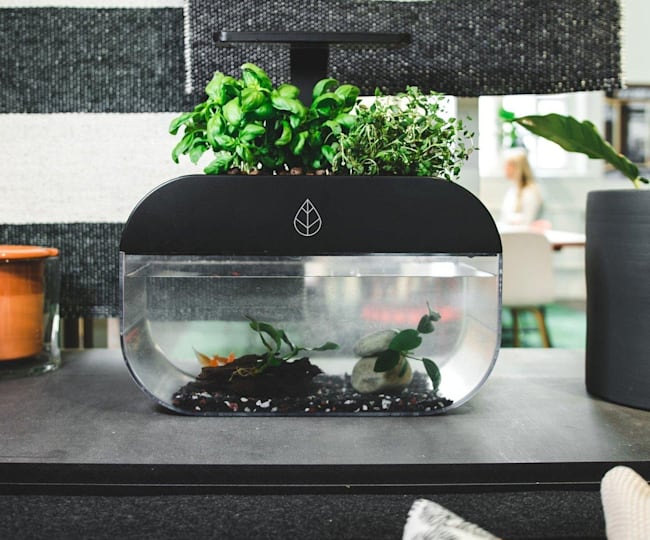 Ecobloom: The futuristic miniature greenhouse