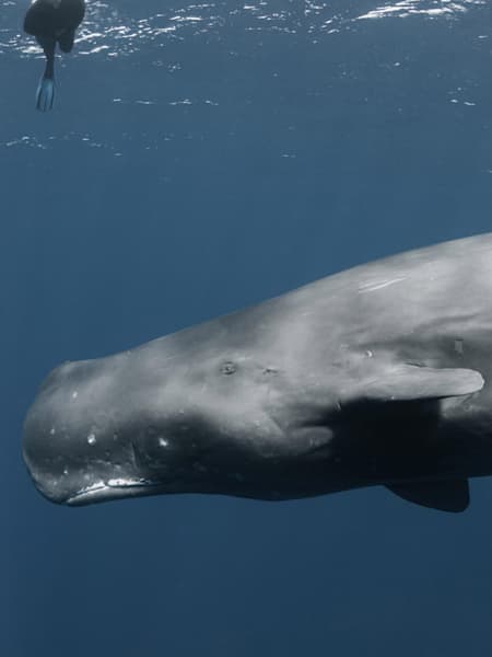 Lindas imagens de mergulho livre com cachalotes