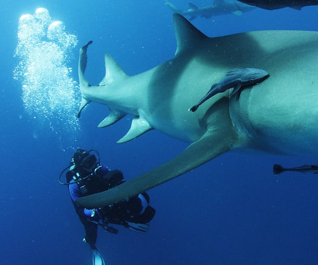 Comment nager avec des grands requins blancs