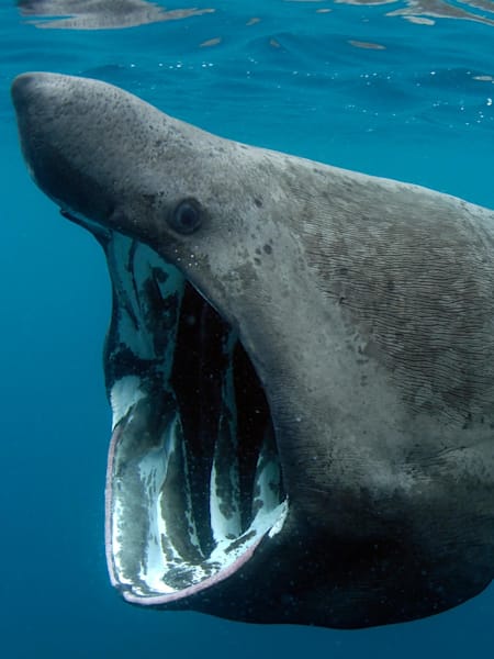 largest basking shark ever found