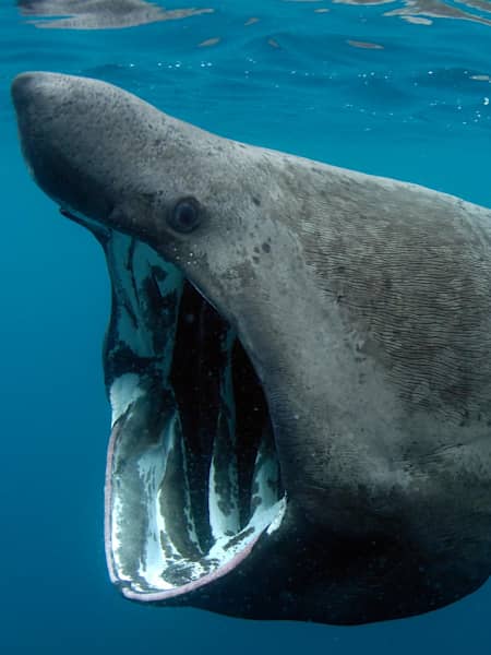 Meet the man who hangs out with basking sharks