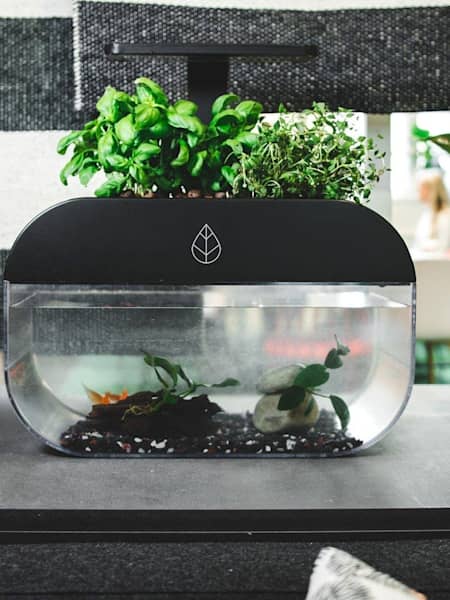 Ecobloom: The futuristic miniature greenhouse