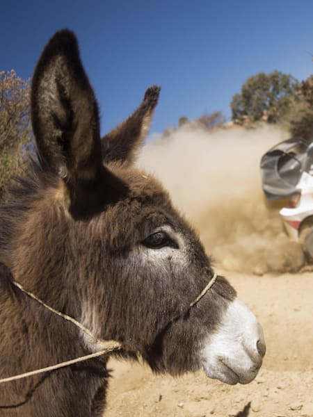 WRC Rally Guanajuato Mexico 2018 photo gallery | Ogier