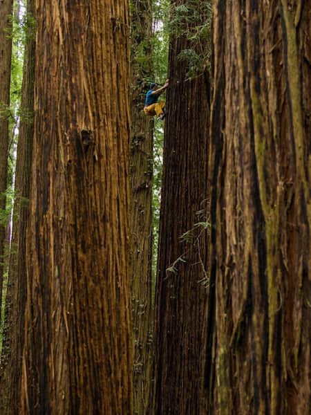 Best climbing trees: 7 amazing types you can climb