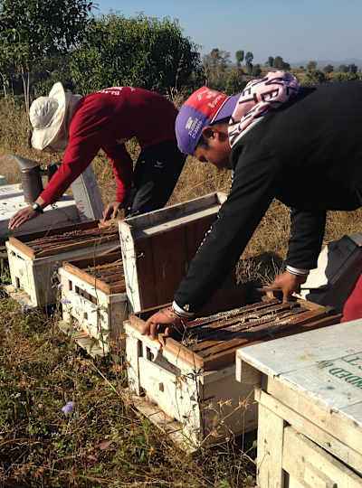 Plan Bee: Myanmar honey cultivating social enterprise