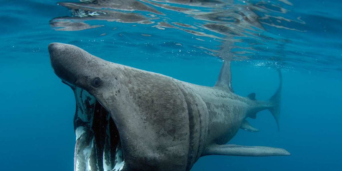 breaching basking sharks