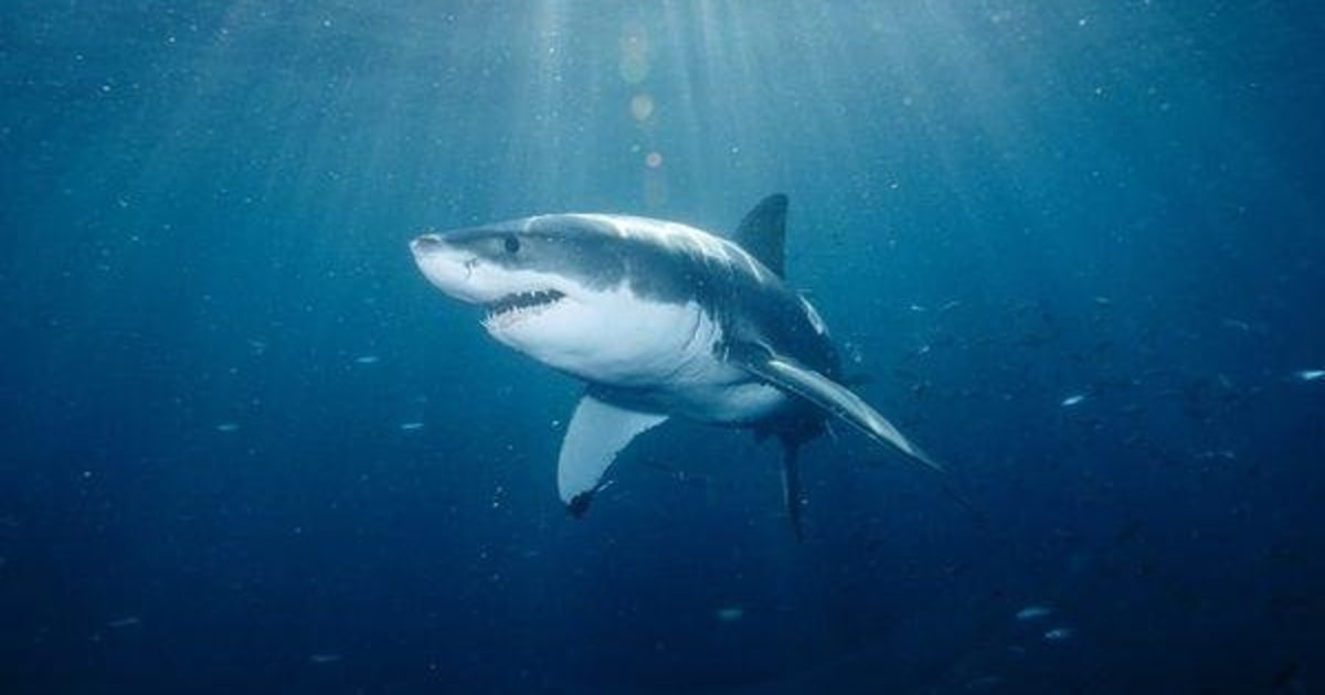 So This Is Happening: People Shooting Sharks