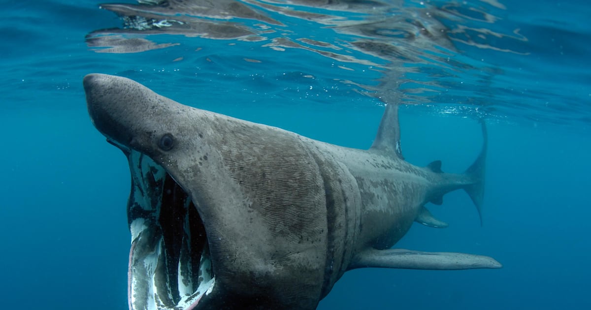 basking shark teeth count