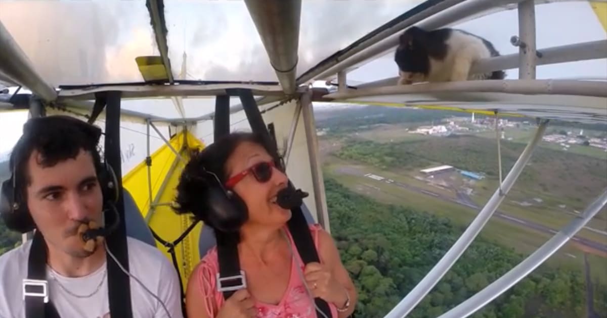 Is this the world’s most extreme flying cat?