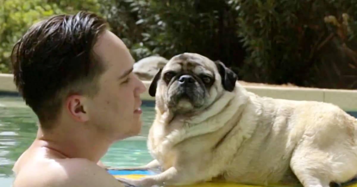 Screenland S1 E4 Extra – Butt Sniffin' Pugs creators