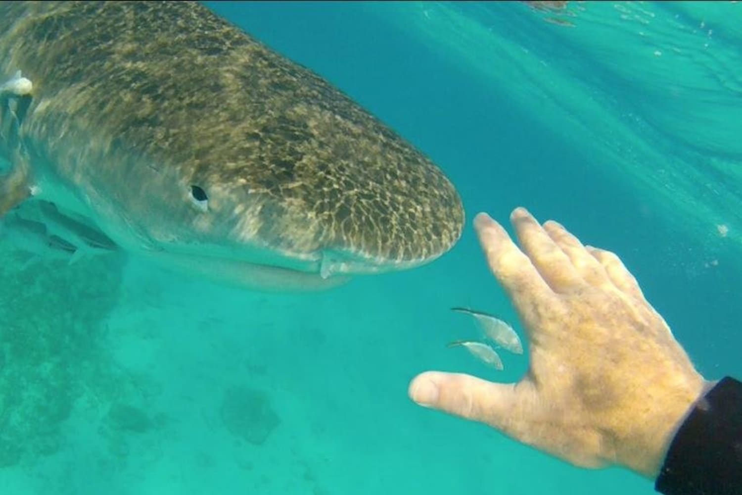 So This Is Happening: Shark Stiff-Arms