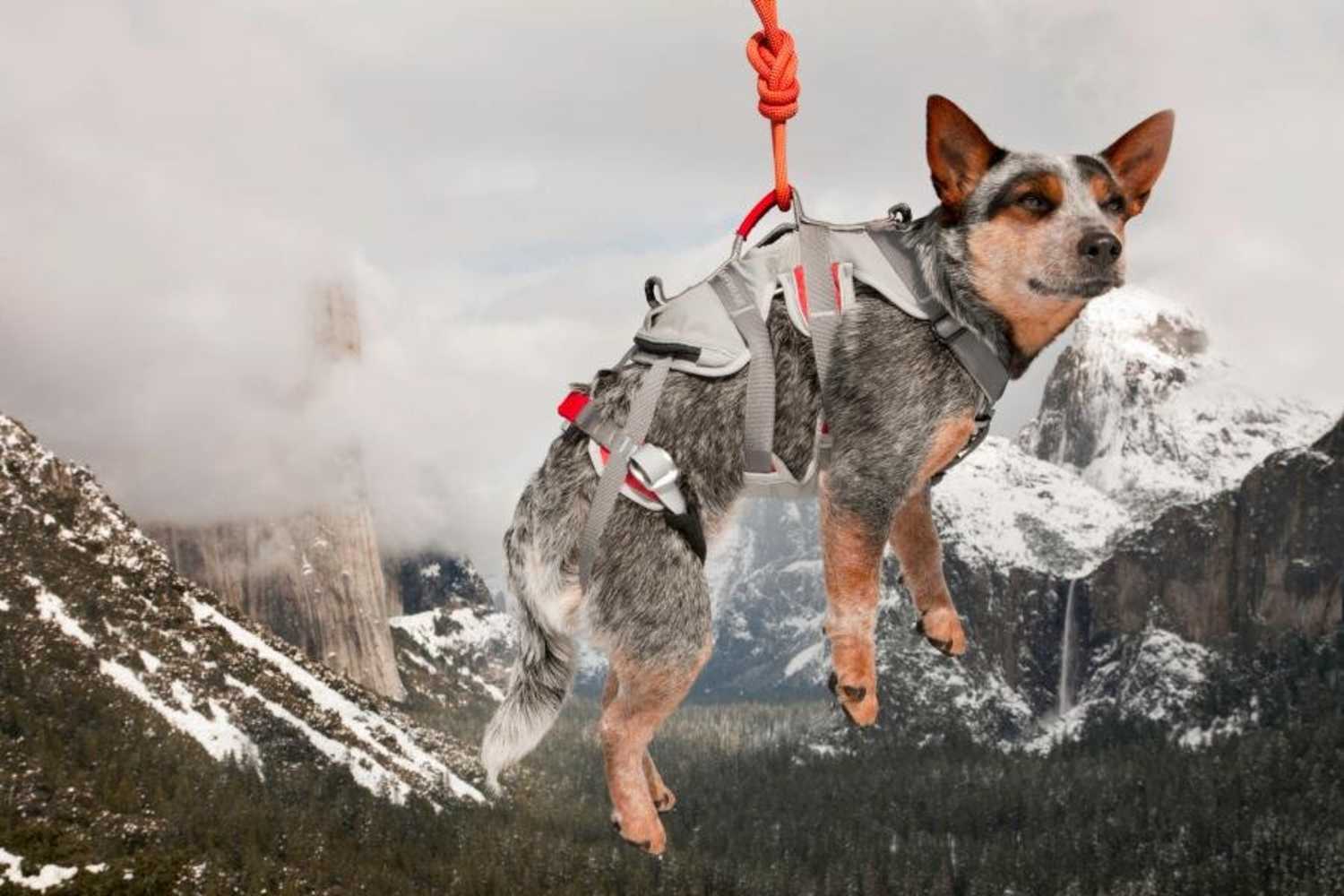 Primul catel din lume care a facut BASE jumping