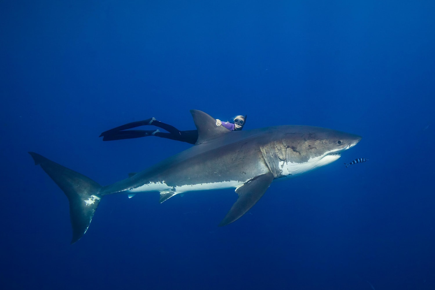 Adrenalin pur! Schwimmen mit Haien