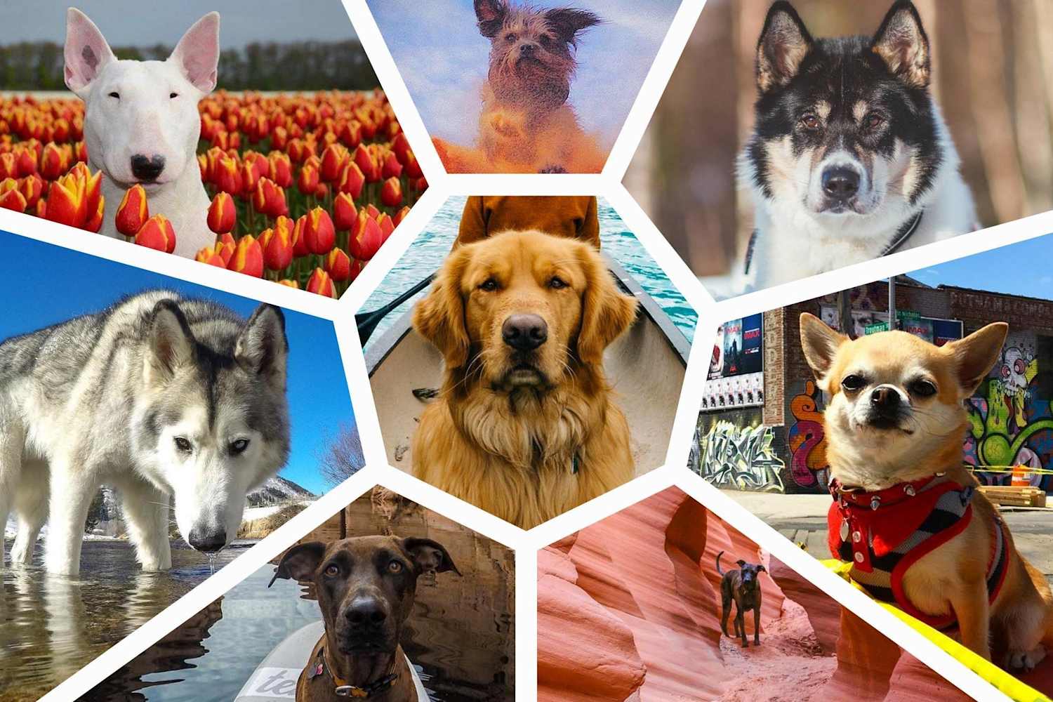 Los 8 perros más aventureros de Instagram