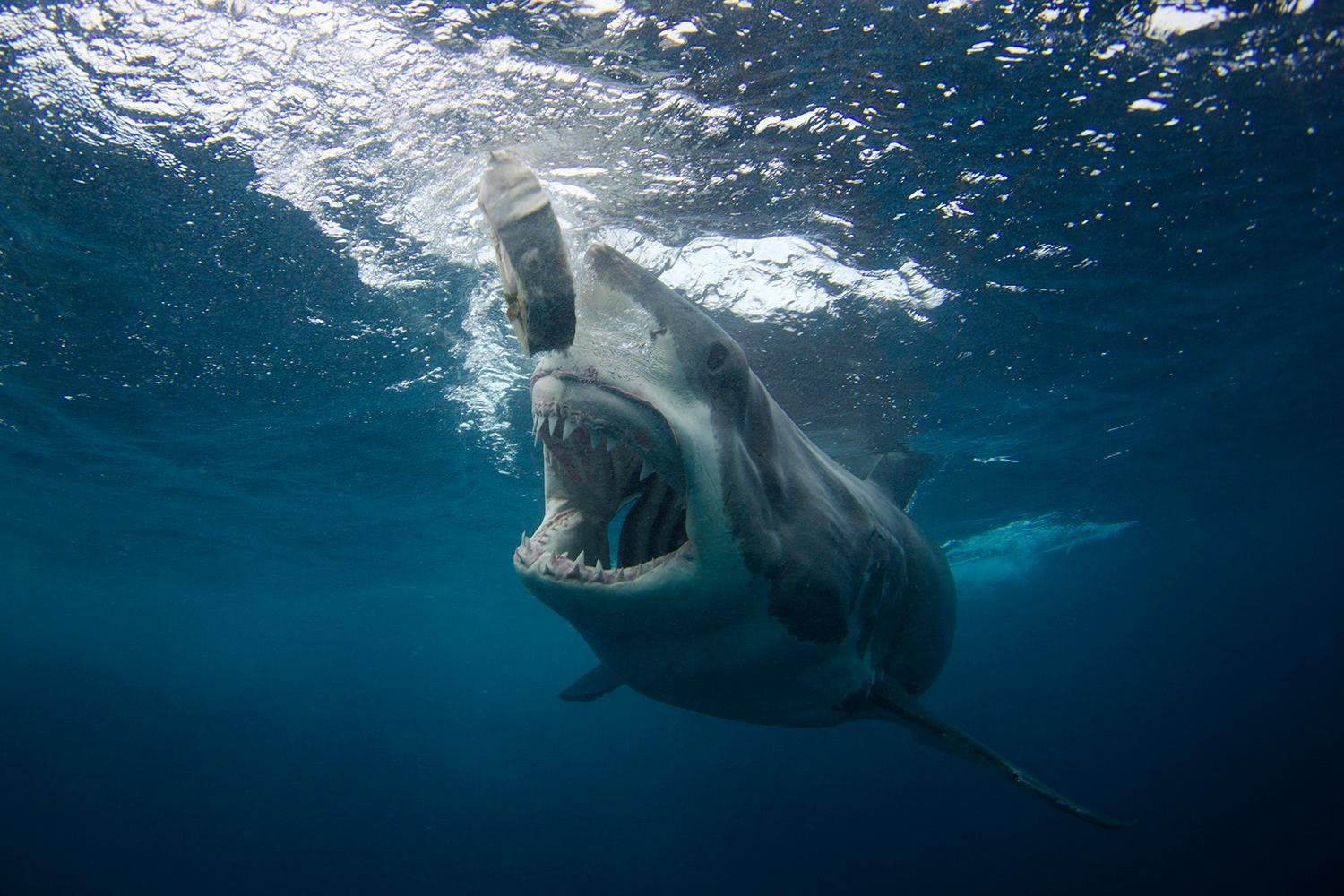 Great White Shark: The photographer who got the shot