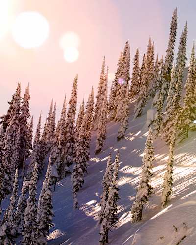 natural selection wallpaper