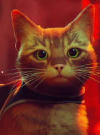 全球爆紅！《Stray》給你一個化身浪貓主子的機會冒險闖蕩未來城寨