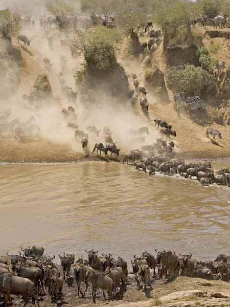 The wildest animal migrations