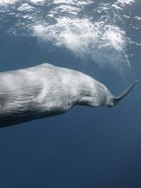 Freediving: Alex Roubaud, in apnea con i capodogli