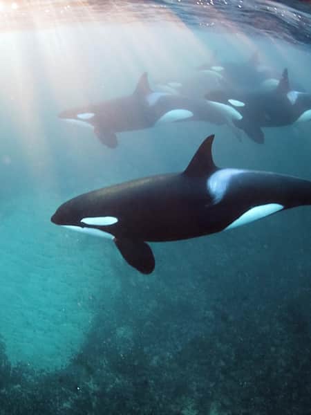 Freediving with orcas *video/photos* Red Bull Adventure