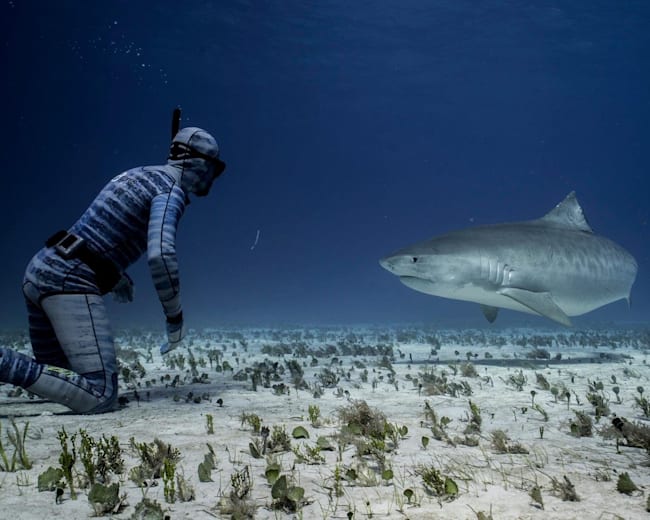 The life of Riley Elliott AKA The Sharkman: Part 2