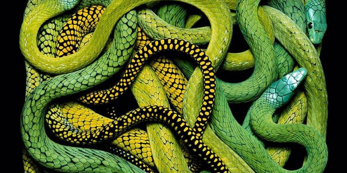 Explorando o colorido das cobras