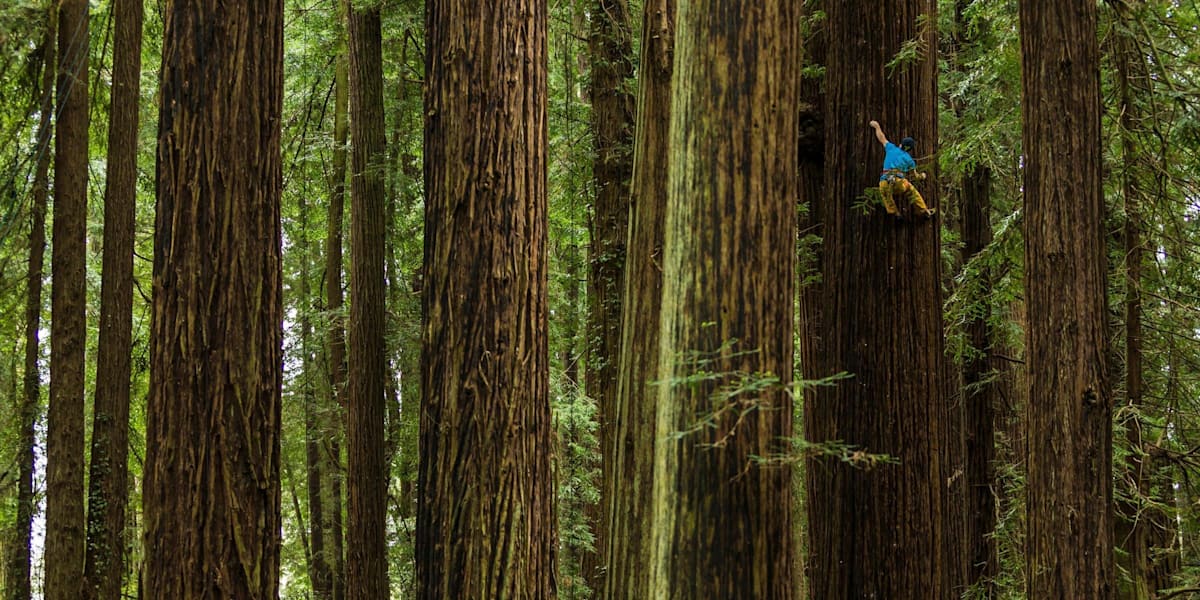 Giant Ascent Photos: Chris Sharma Free Climbs Redwood