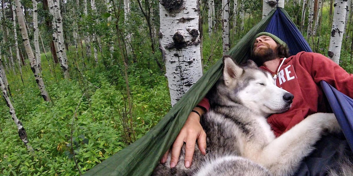 Loki: the wolfdog who has 400k instagram followers