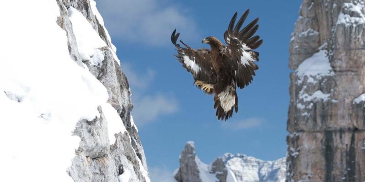 Watch a bird of prey attack
