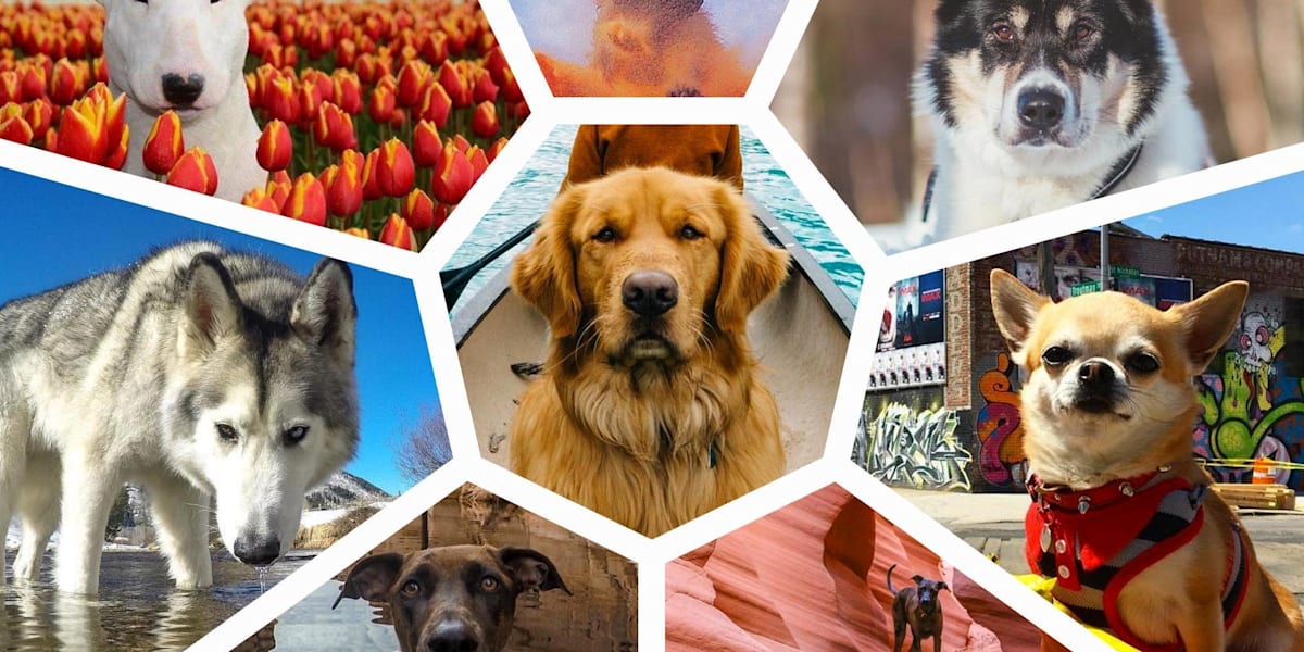 Los 8 perros más aventureros de Instagram