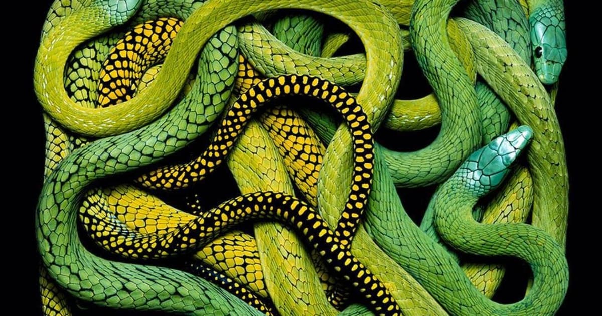 Explorando o colorido das cobras