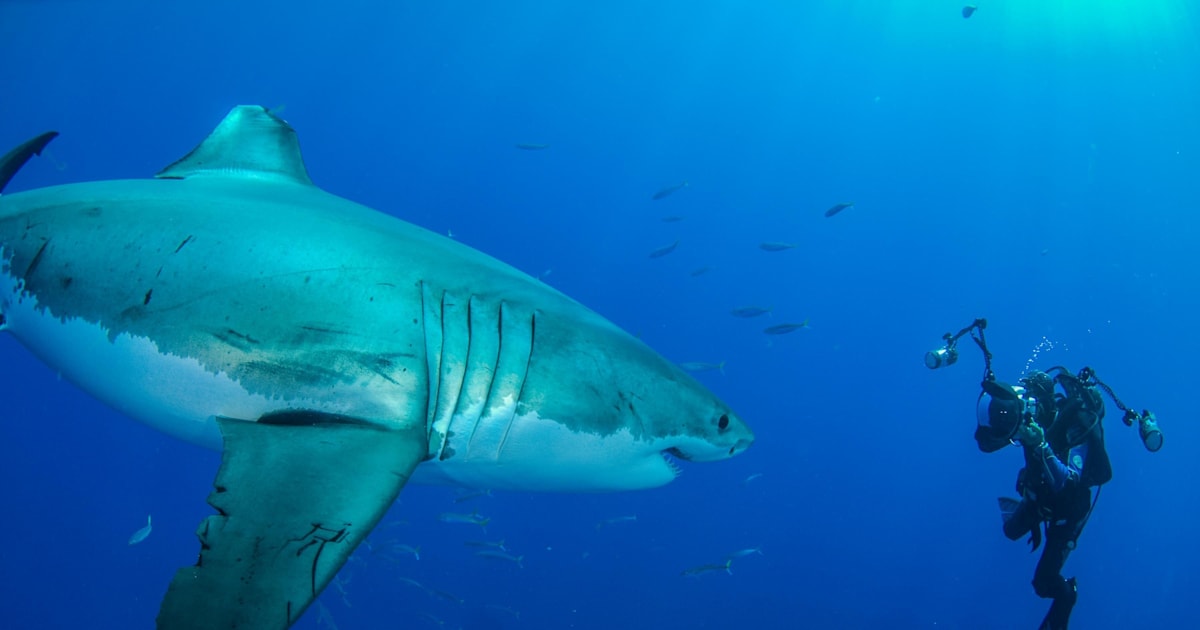 5 amazing animal photos – how they were shot | Red Bull