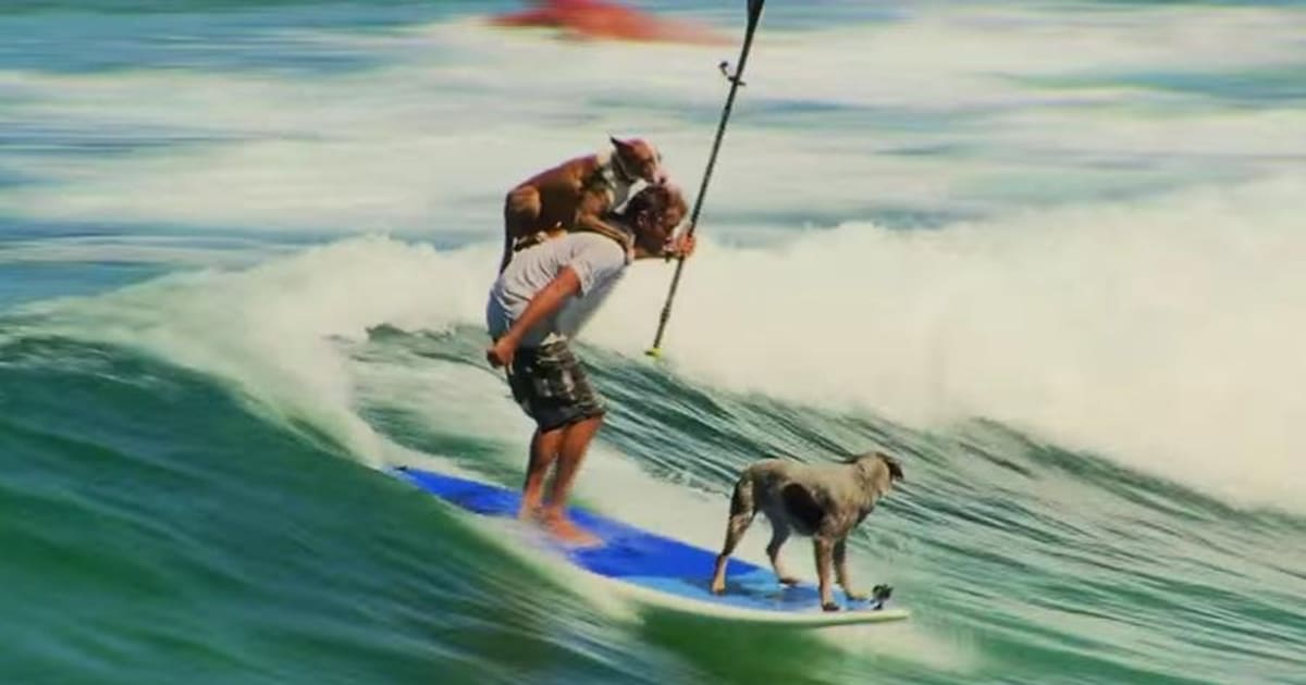 Chris de Aboitiz surfea con dos cachorros de perro