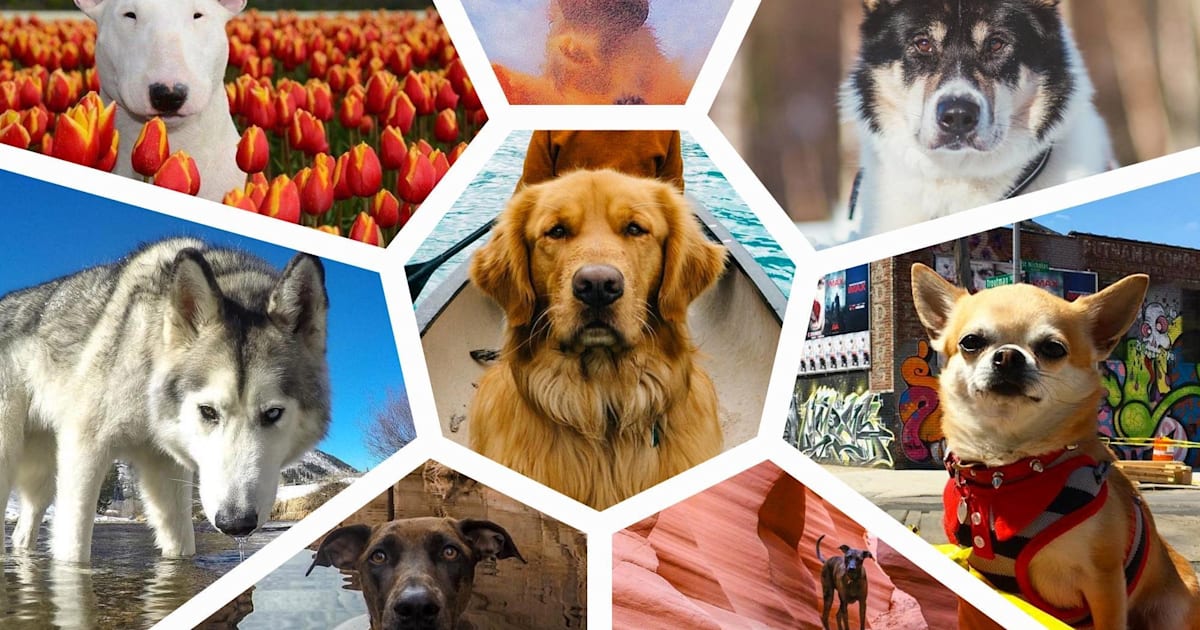 Dogs of Instagram photos: The 8 most adventurous dogs
