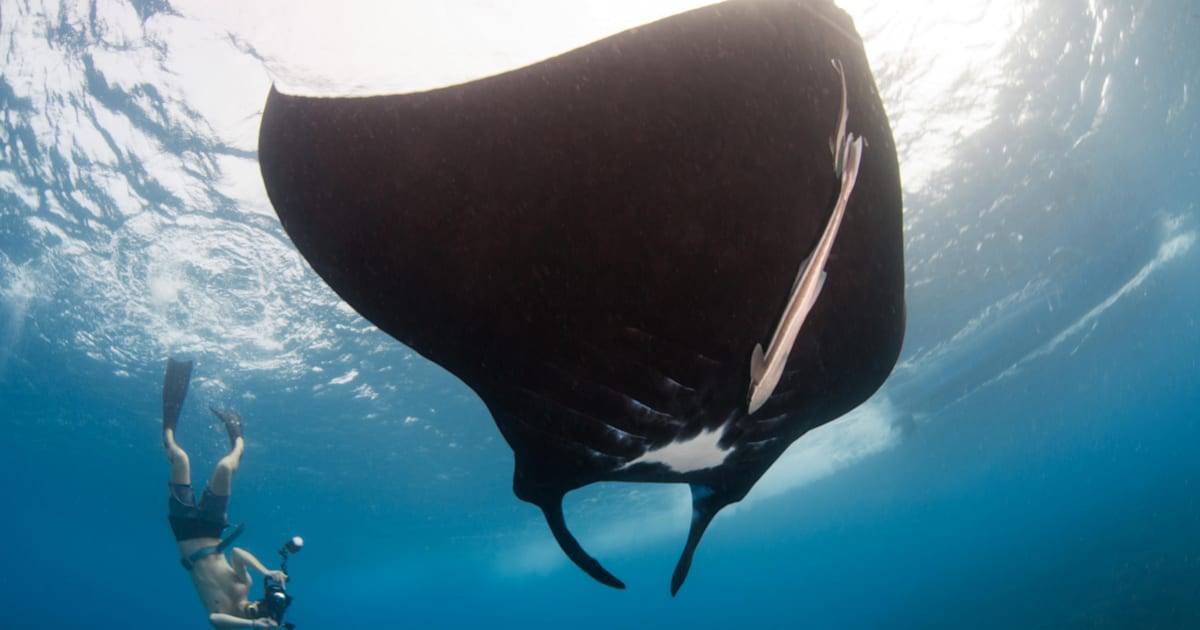 Intimando con una mantarraya