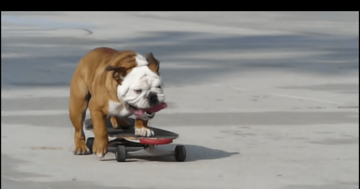 4 perros más aventureros que tú