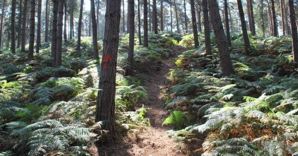 Chicksands Bike Park: Everything you need to know