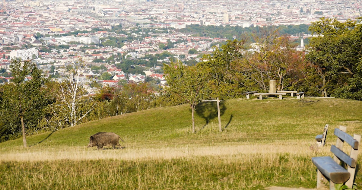 Lainzer Tiergarten Wien