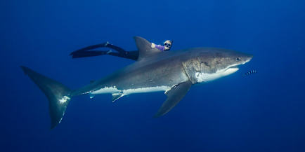 Ocean Ramsey Isn't Afraid to Swim With Great Whites