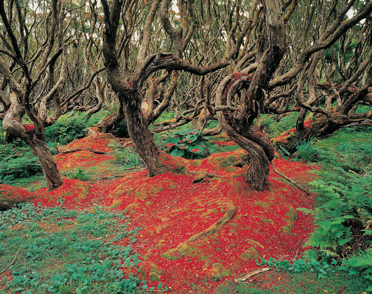 Real Enchanted Forest The Enchanted Forests That Look Like They're