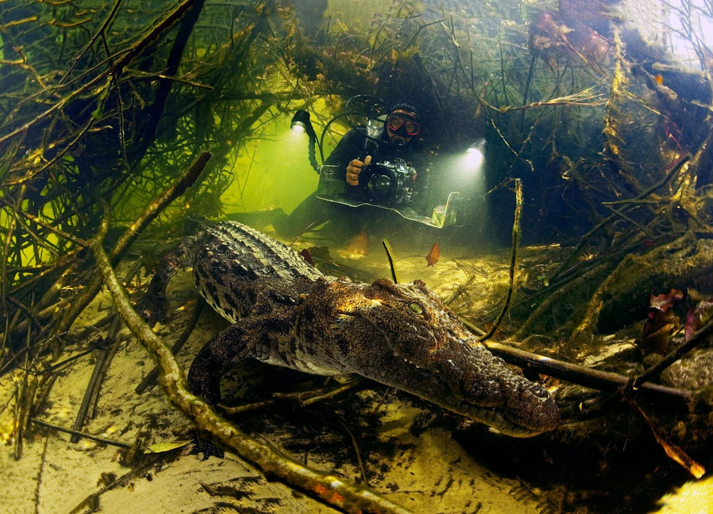 crocodiles attack underwater