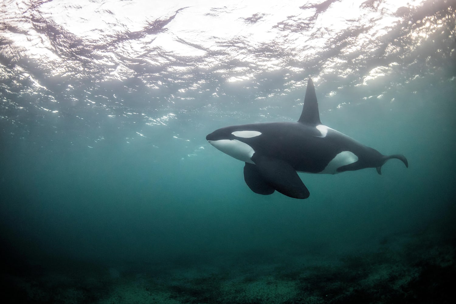 orca underwater