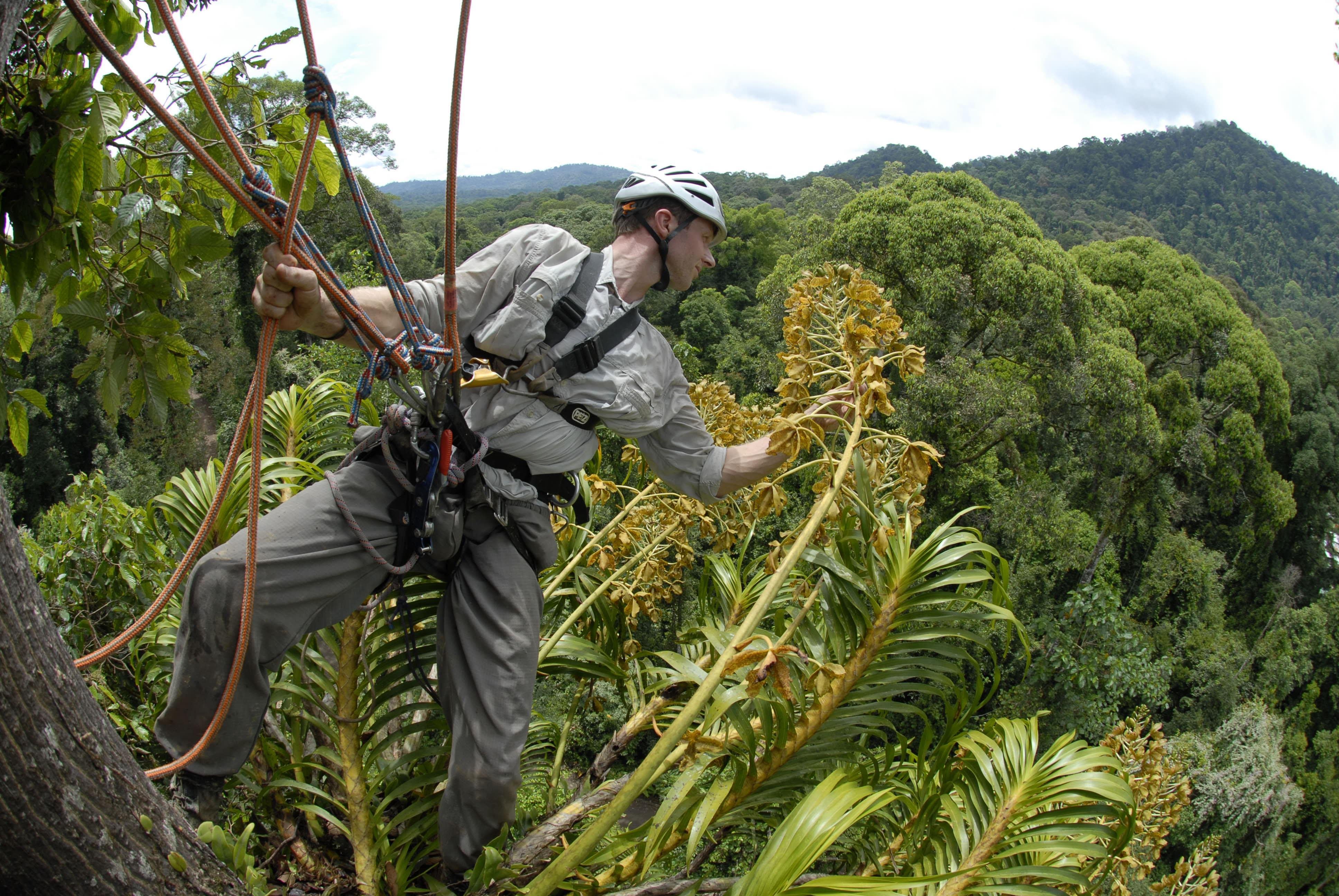 james aldred - mannen som bor over regnskogen