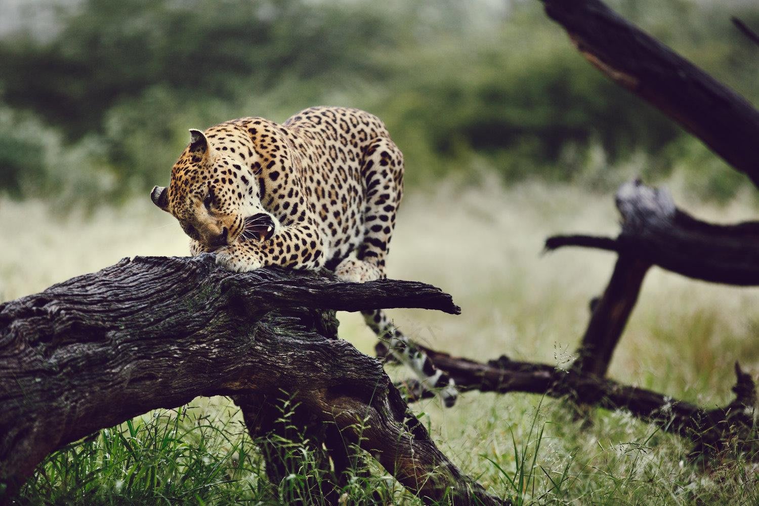 África Selvagem: explore a Namíbia