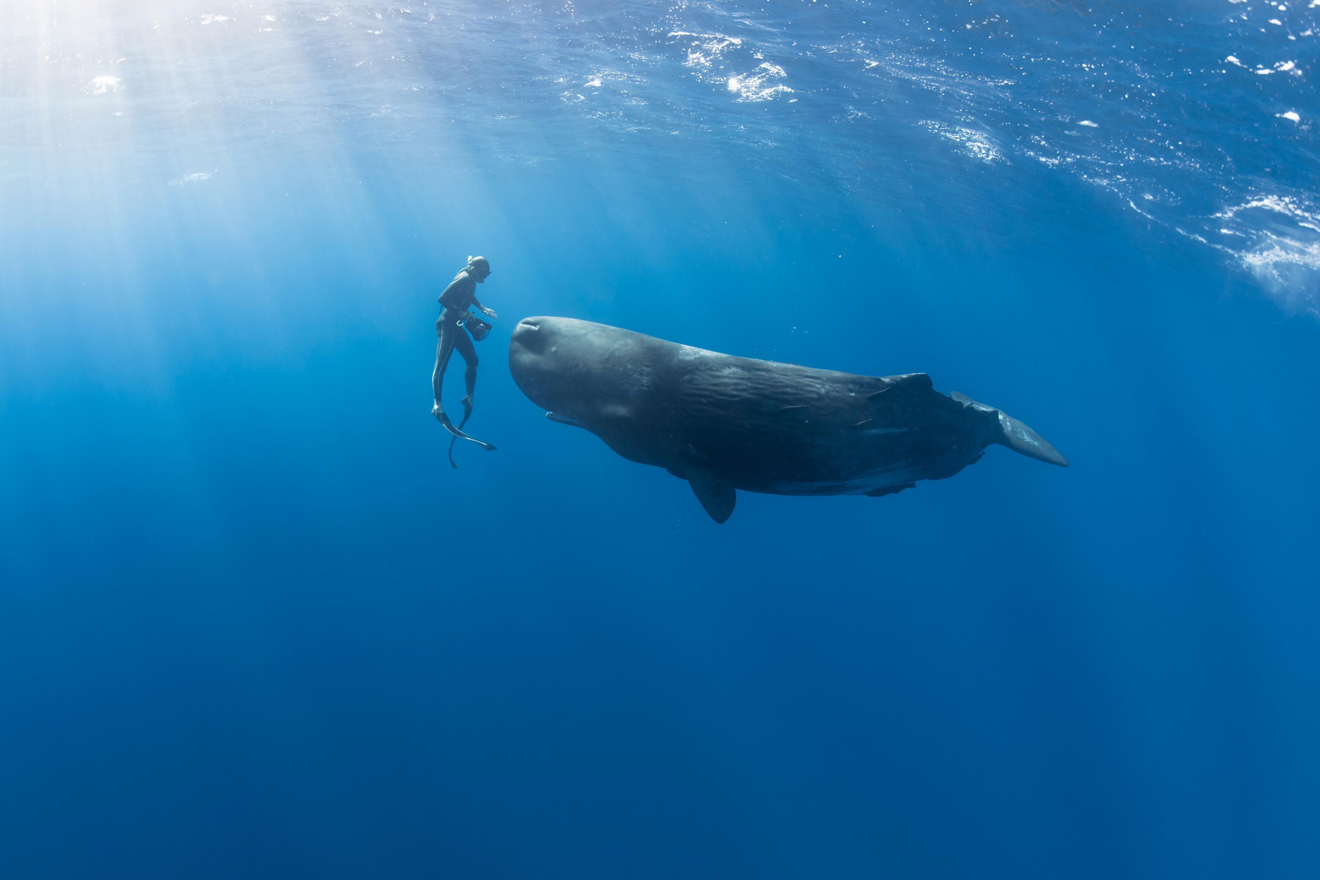 Letní freediving v indickém oceánu s vorvani a želvami