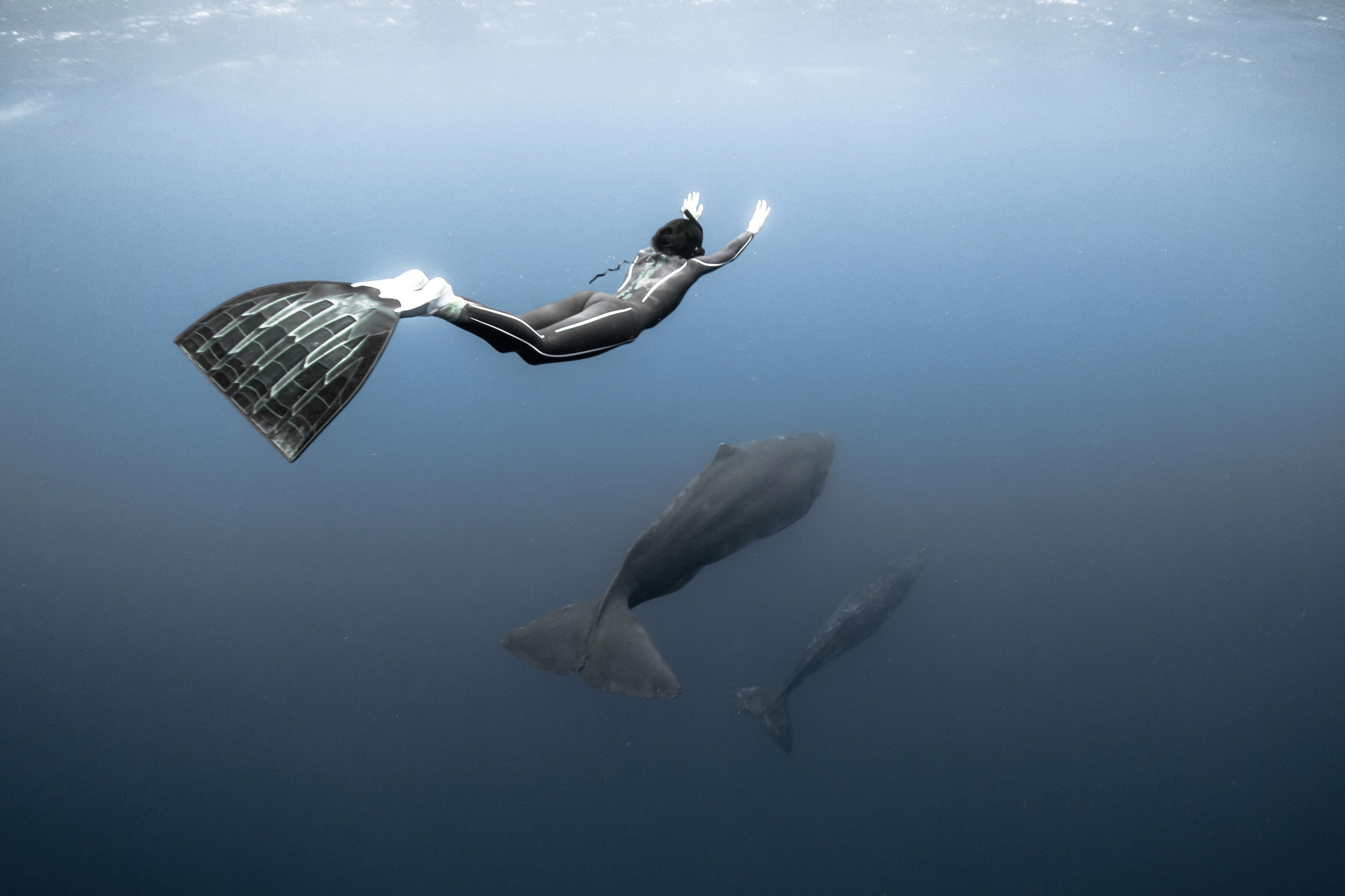 Letní freediving v indickém oceánu s vorvani a želvami