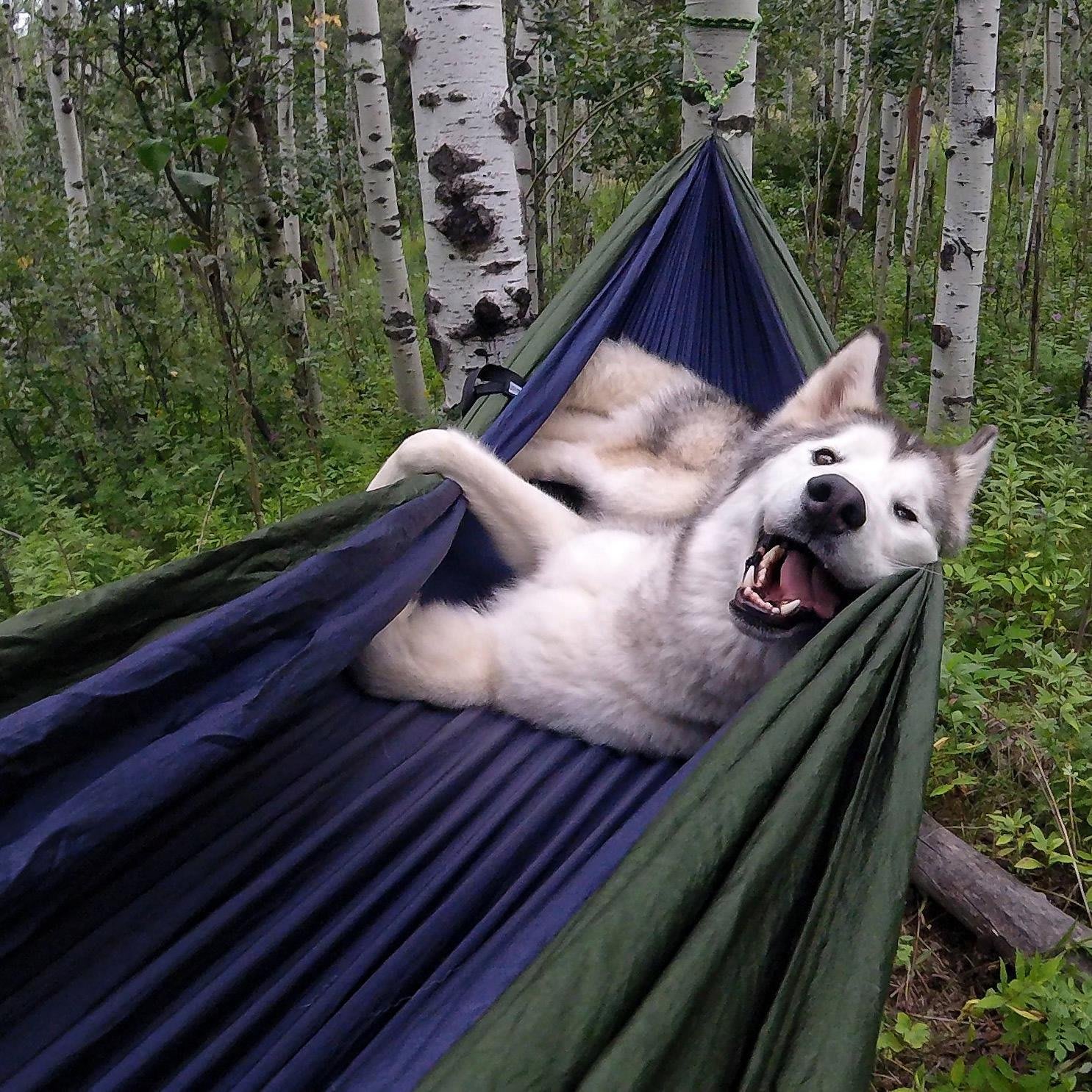 Il cane superstar su Instagram con 600 mila follower