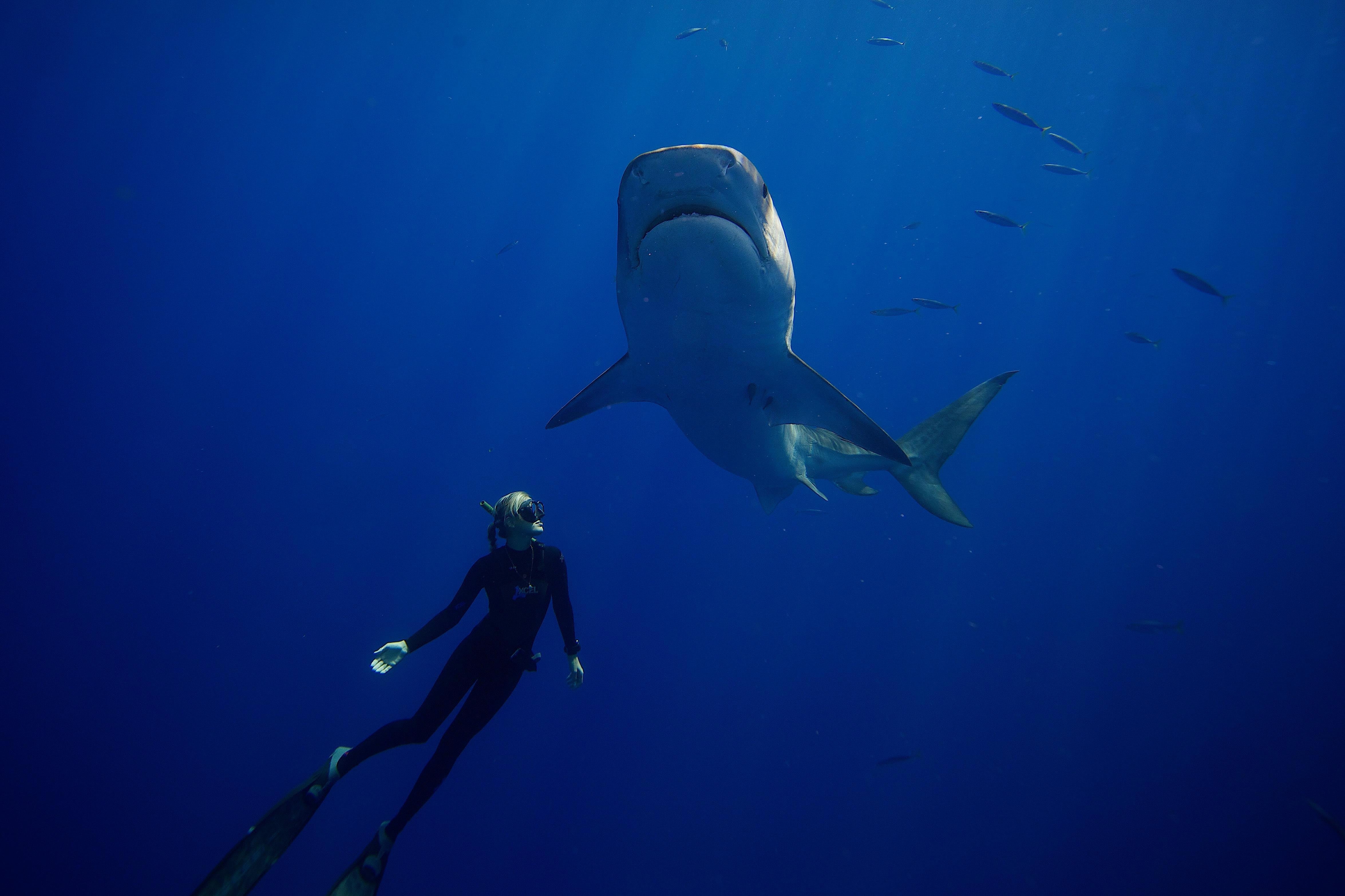 Το κορίτσι που κολυμπάει με καρχαρίες